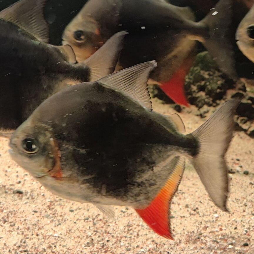 Милеус ламакс 3 Myleus sp. lamax III