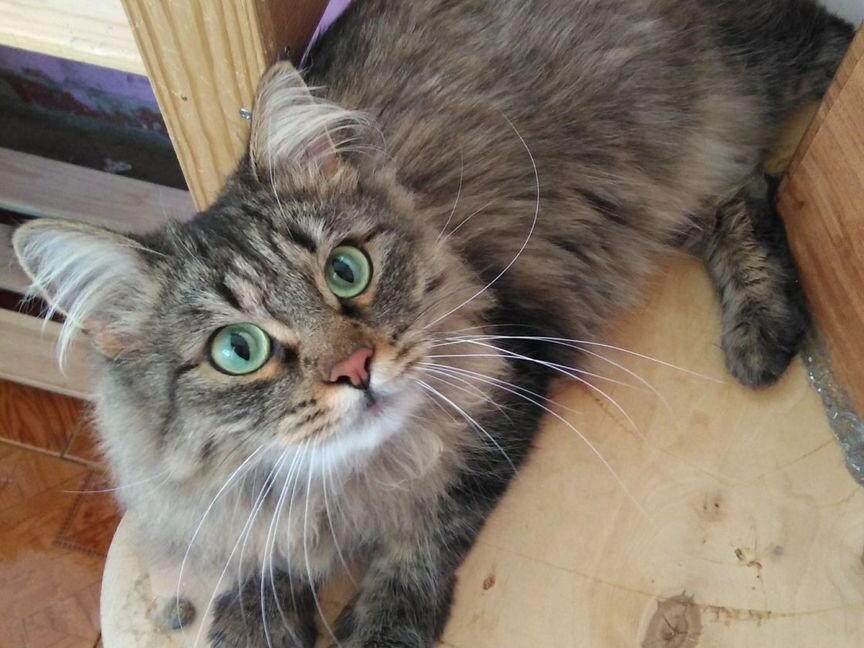 Малышке ищем заботливых родителей