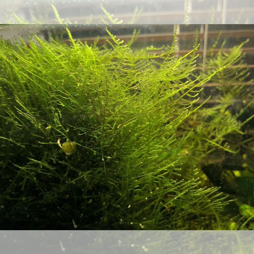 Яванский мох для аквариума