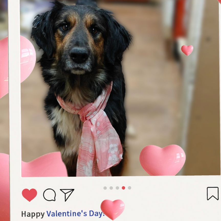 Собака в добрые руки