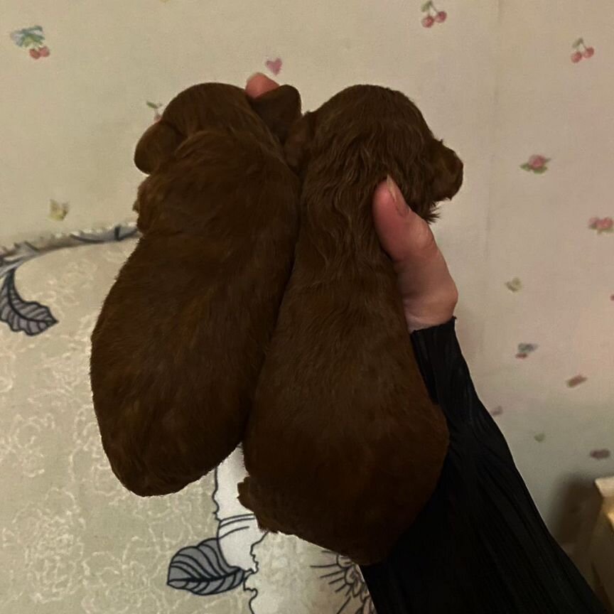 Тикап тедди пудель