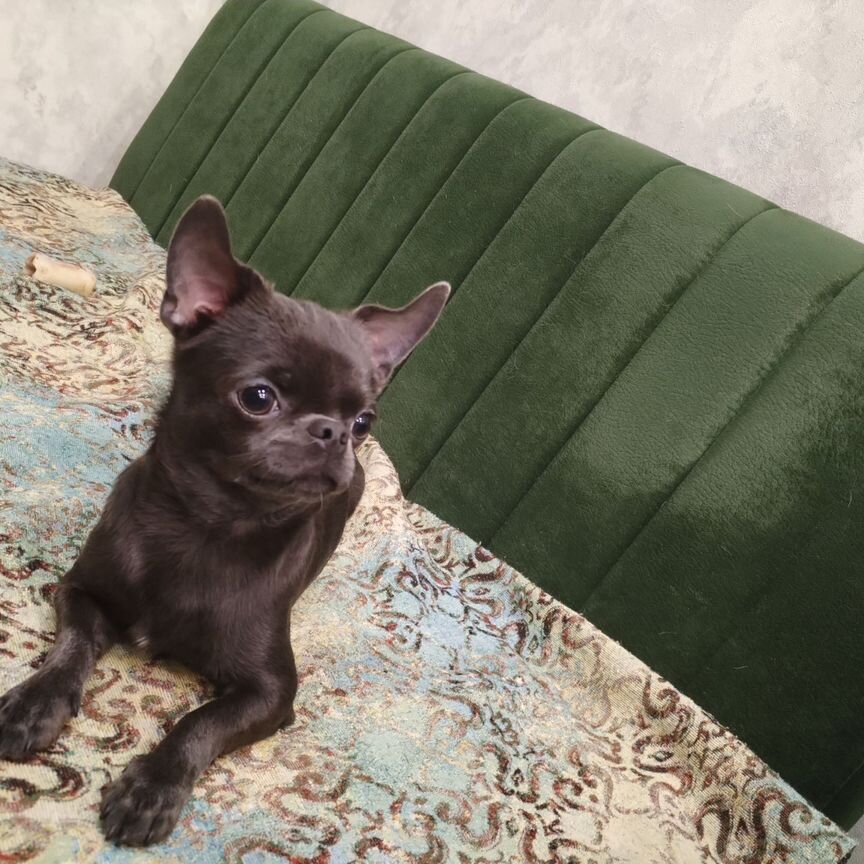 Чихуахуа RKF