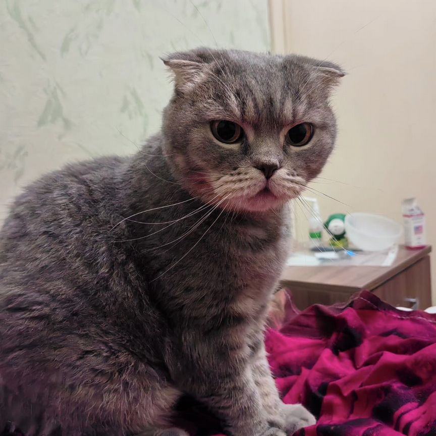 Шикарный пушистый кот