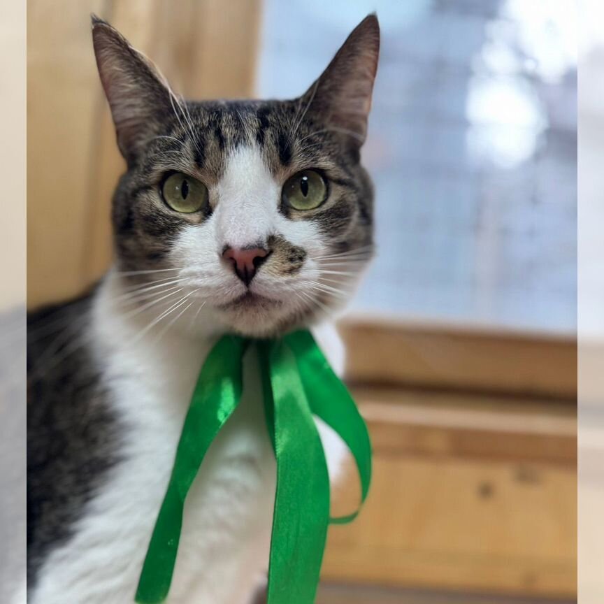 Взрослая, кошка в добрые руки