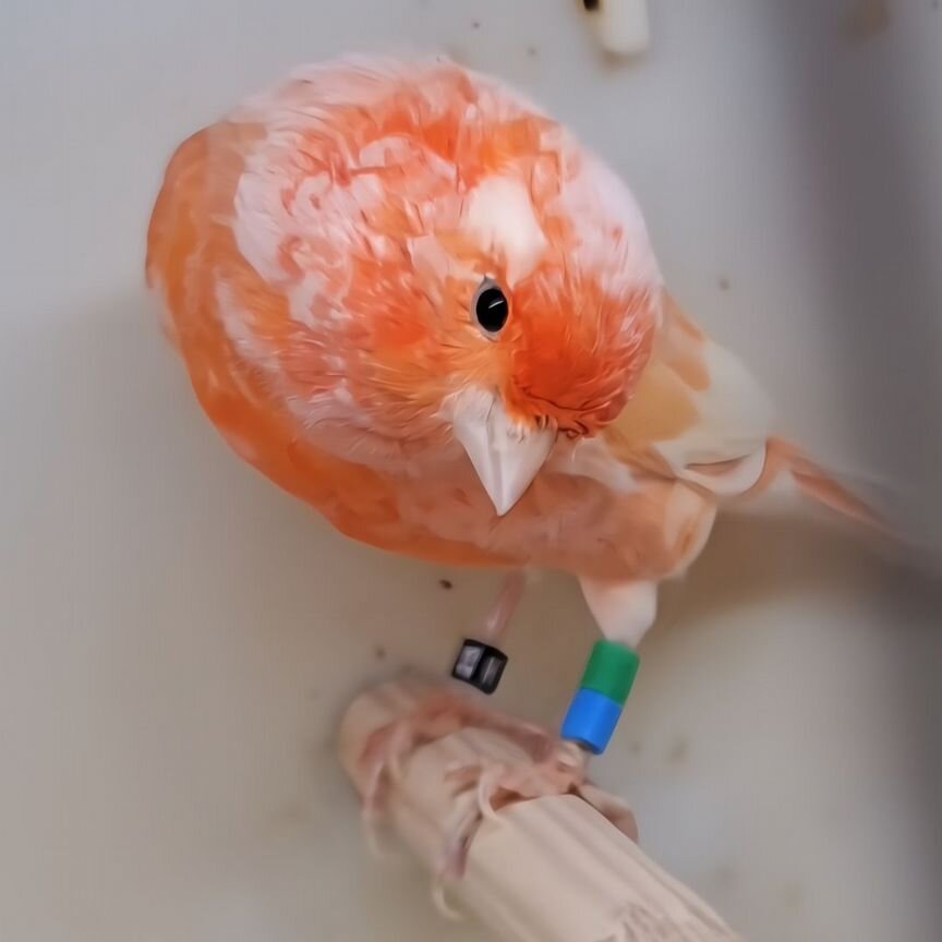 Красная канарейка самец 2025г.р