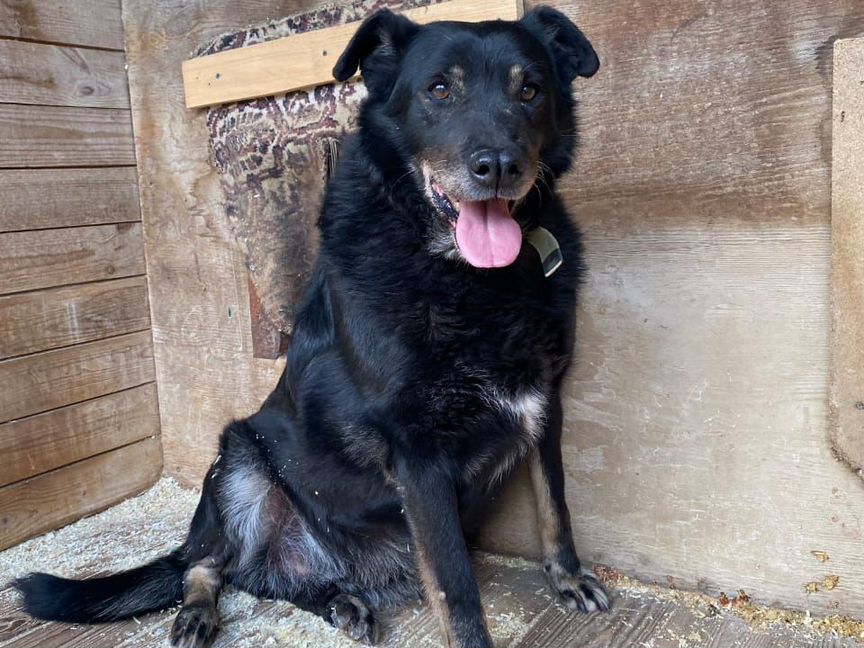 Собака все ещё мечтает о доме