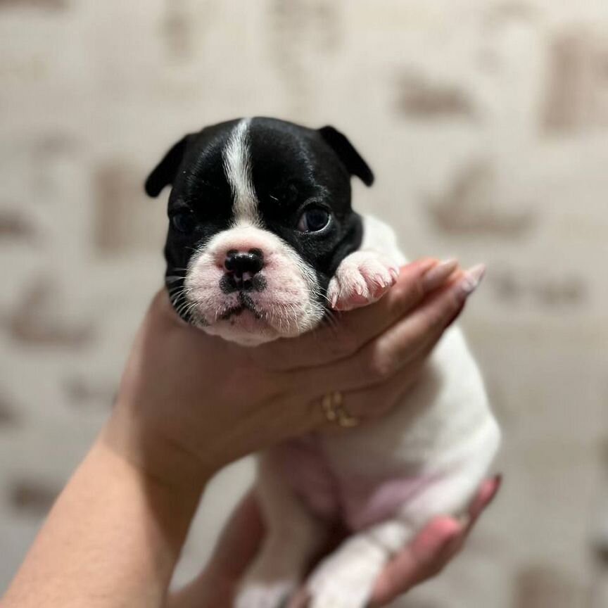 Французский бульдог щенки