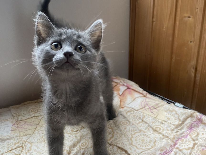 Котенок леон в добрые руки