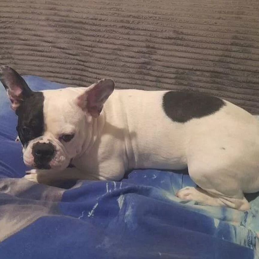 Французский бульдог, взрослый пёс