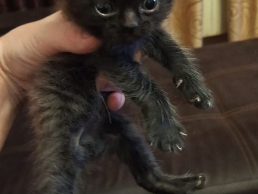 Кошки