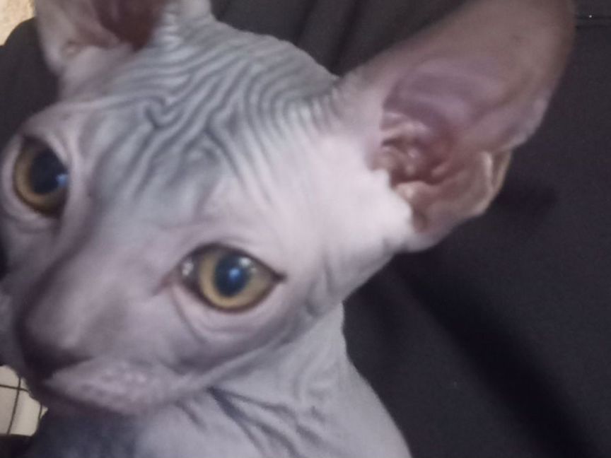 Донской сфинкс котёнок
