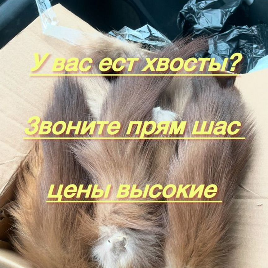 Хвосты куницы