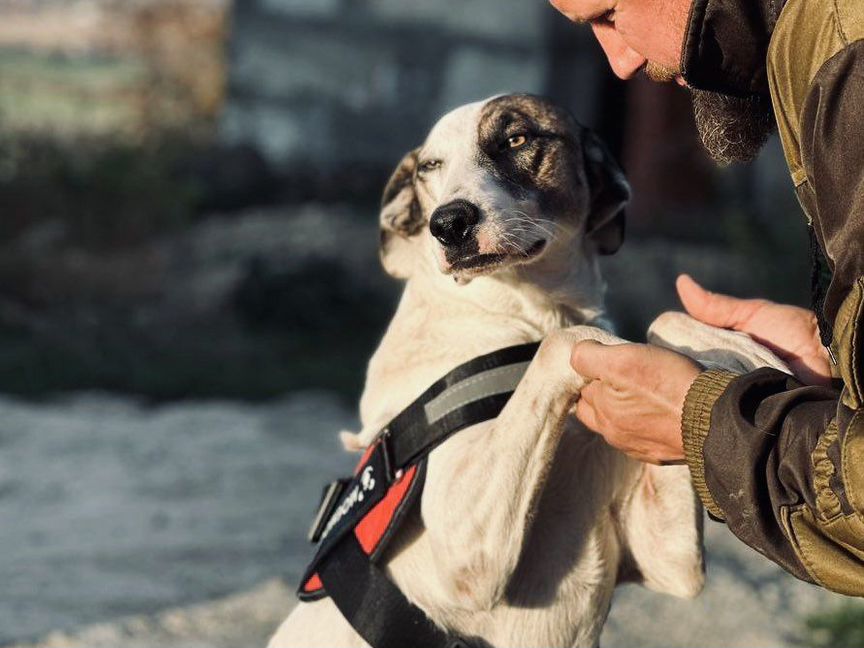 Собака в добрые руки