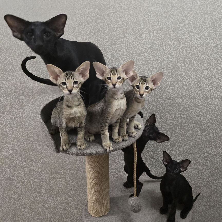 Ориентальные котята