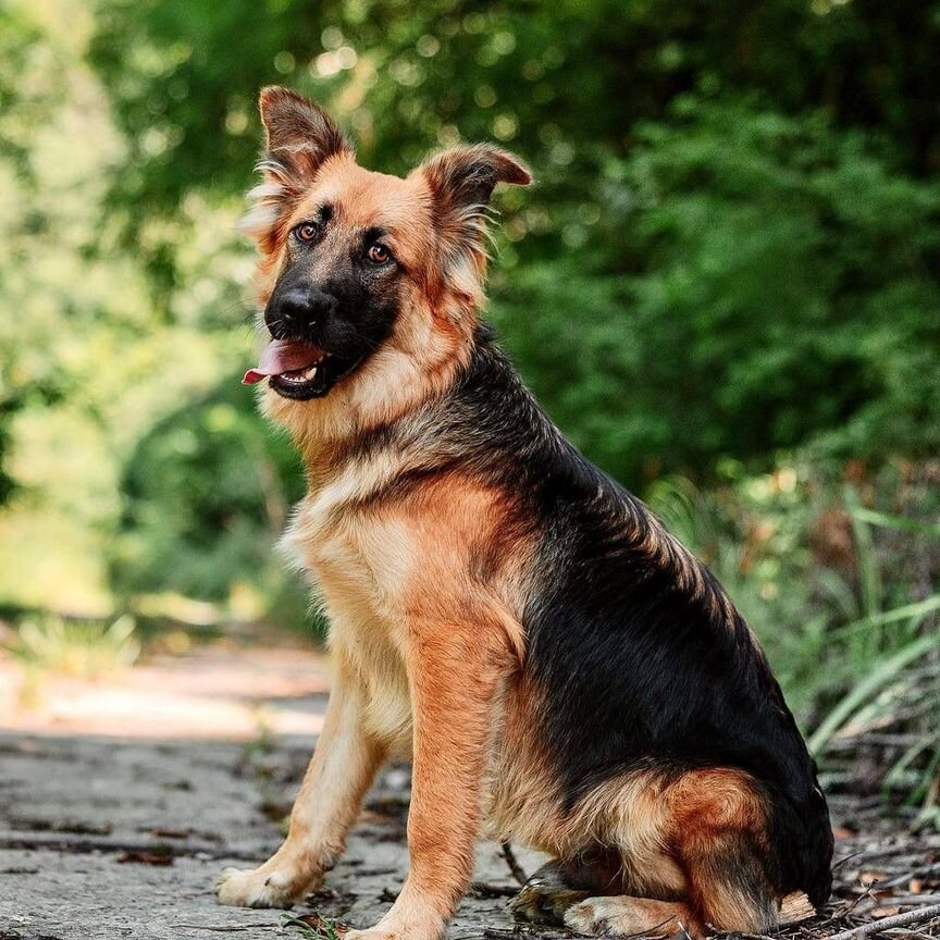Байкал метис немецкой овчарки в добрые руки в дар