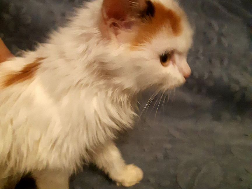 Котенок