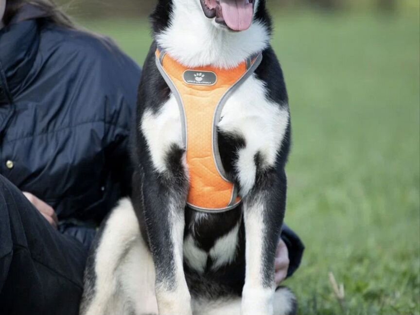 Собака в добрые руки отдам бесплатно