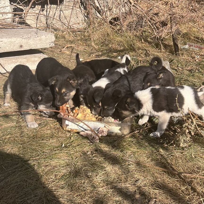 Щенки