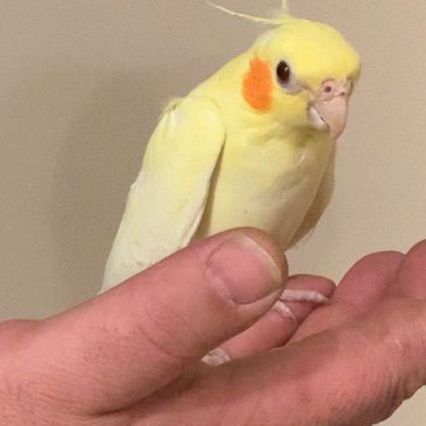 Попугай карелла