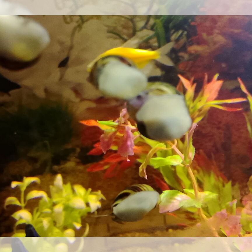 Улитки аквариумные