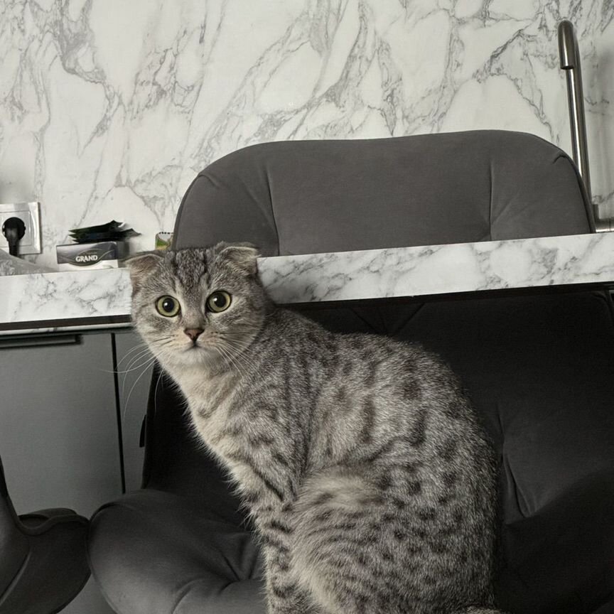 Кошка в дар шотландская вислоухая