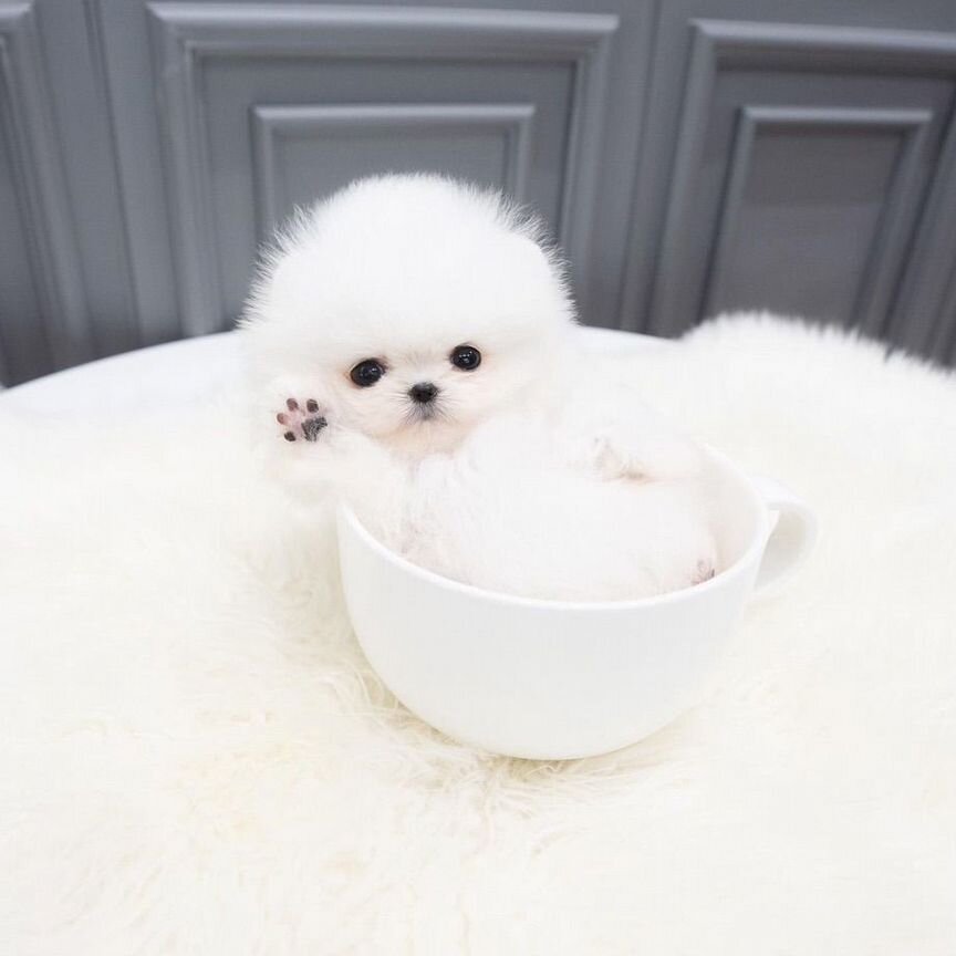 Микро и Мини померанские шпицы