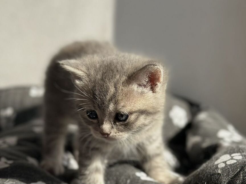 Шотландские прямоухие котята