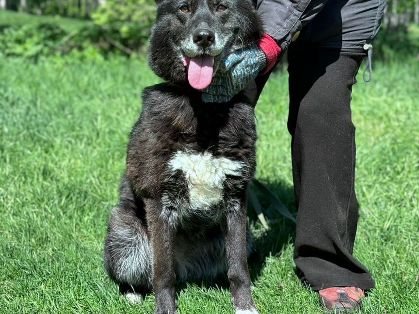 Наоми, собака из приюта в добрые руки
