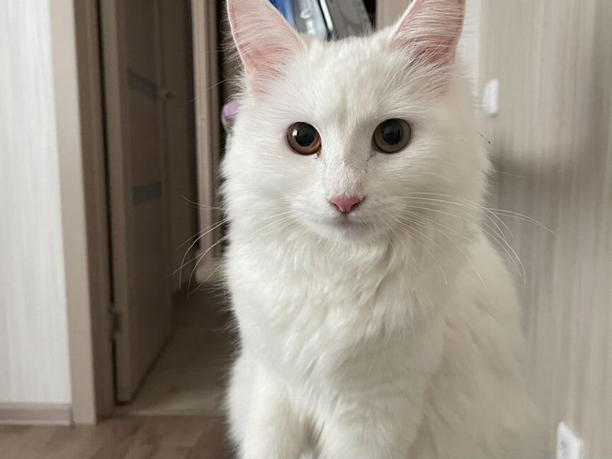Котенок девочка 11 месяцев