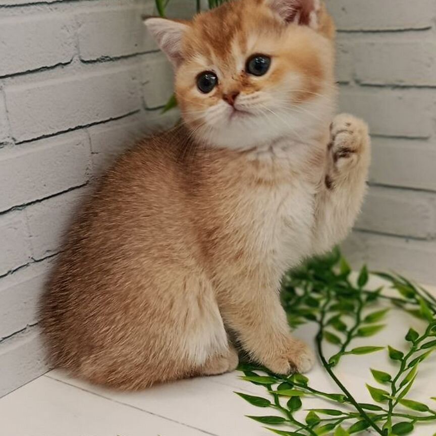 Шотландский прямоухий короткошёрстный котёнок