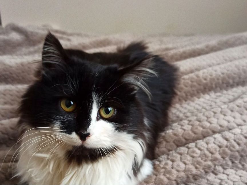 Котик Милош - брошенный дачник ищет дом