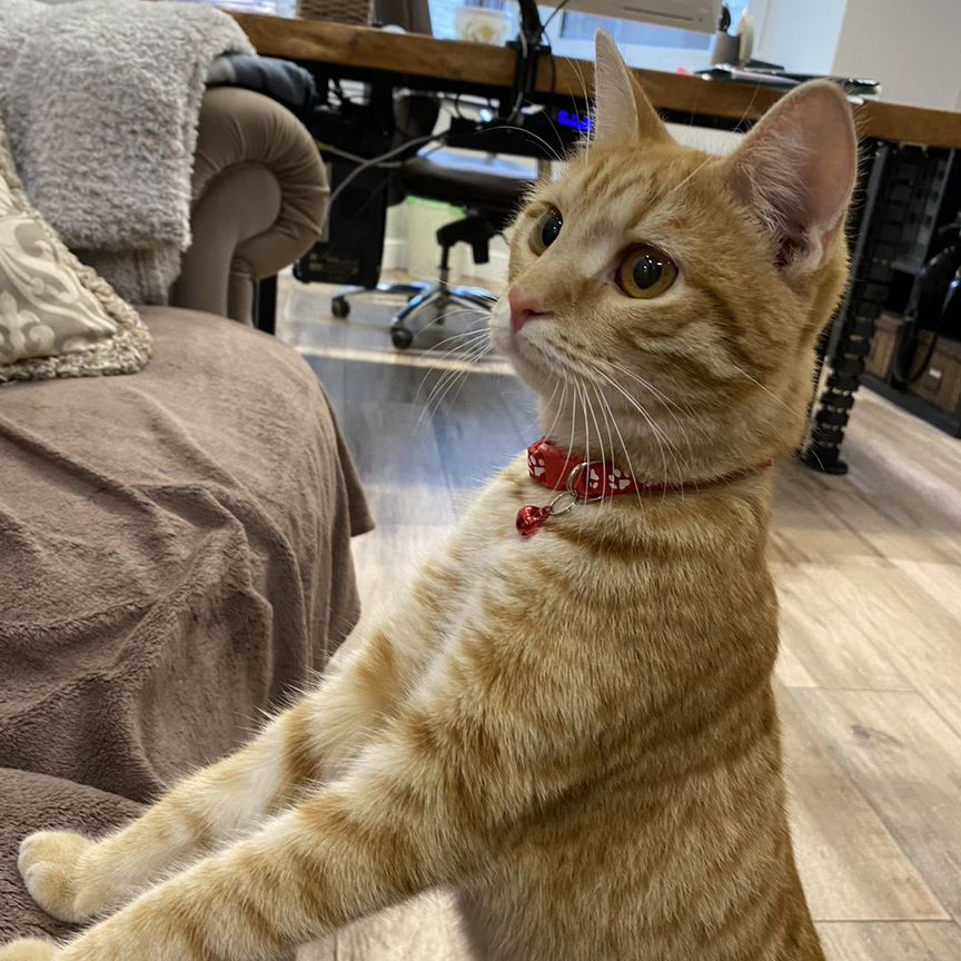 Отдам в добрые руки котика 1 годик
