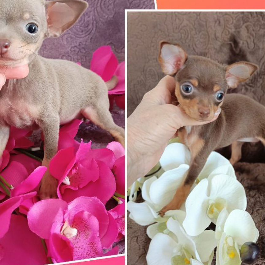 Русский той-терьер, щенок