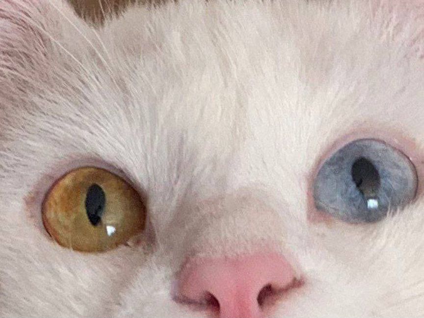 Котик в добрые руки