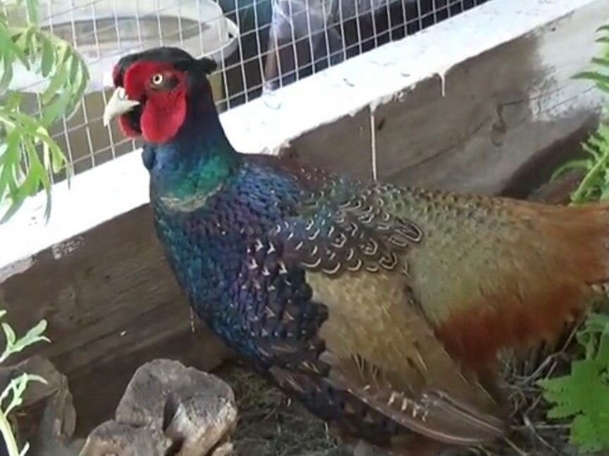 Фазан румынский 5 месяцев