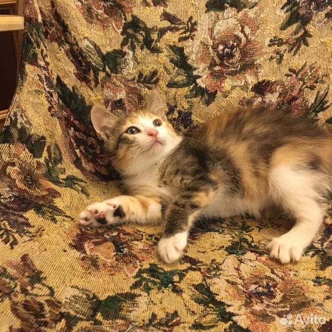 Котенок девочка приносит счастье