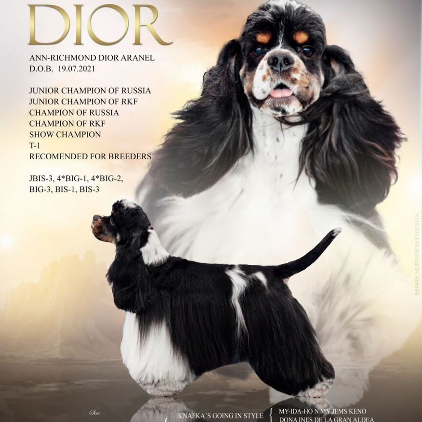 Американский кокер спаниель вязка