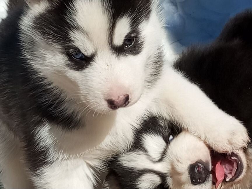 Щенки сибирской хаски