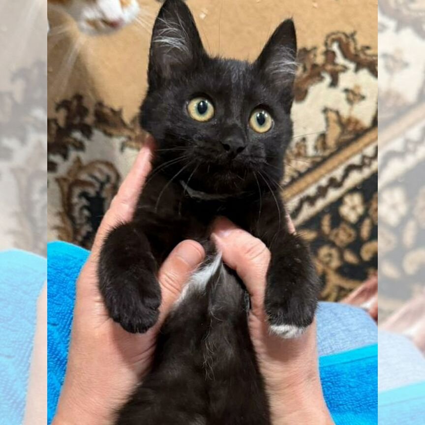 Котёнок в добрые руки