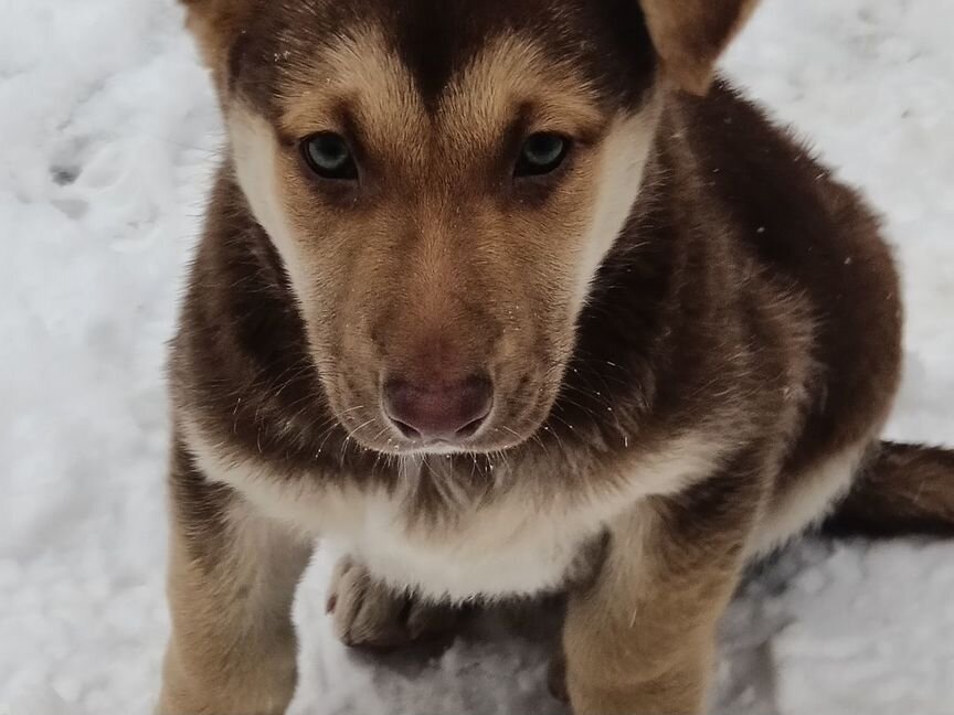Классная щенуля в добрые руки