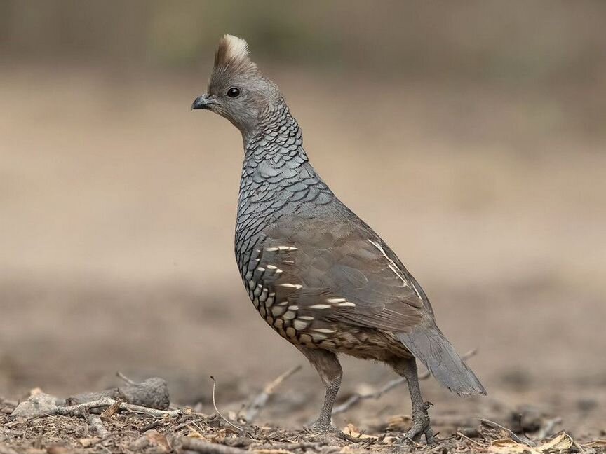 Чешуйчатый перепел