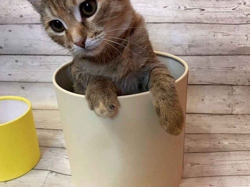 Котята - Спасённая малышка ищет дом