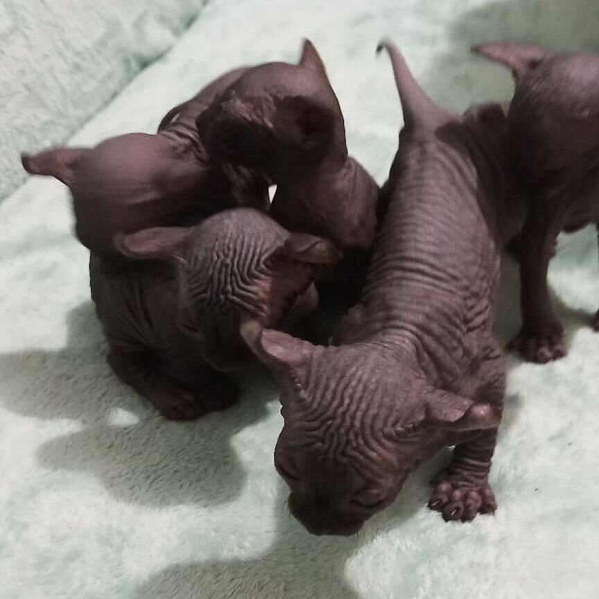 Котята сфинкс эльф