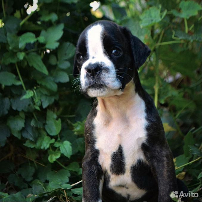 Тигровые зенки боксера