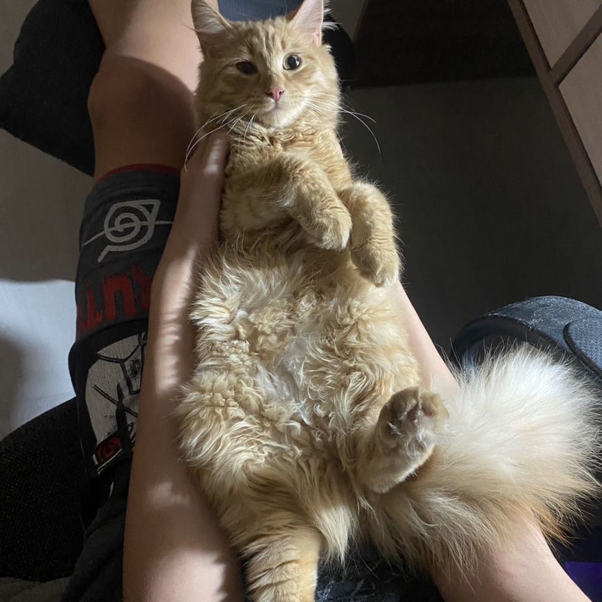 Отдамим в добрые руки кошку