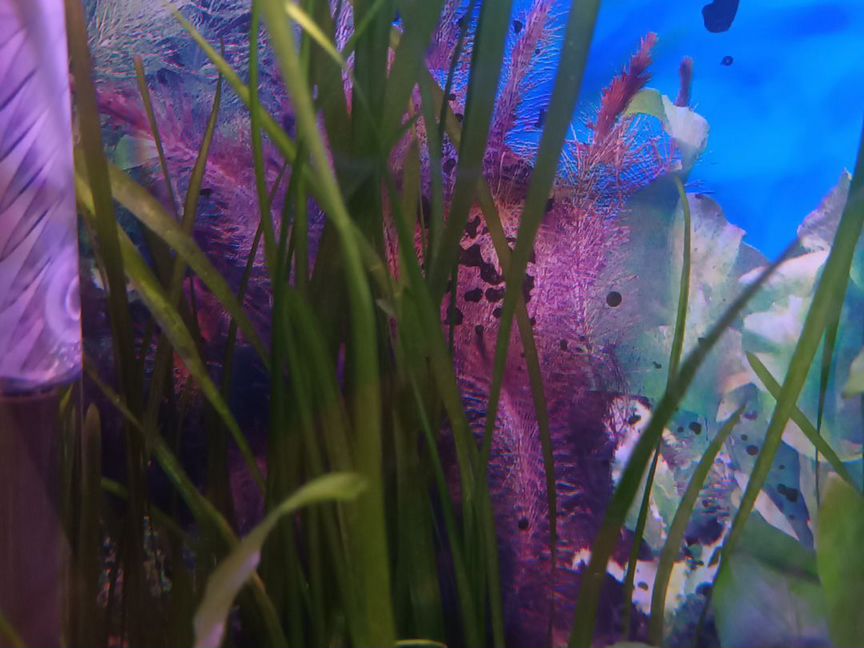 Валлиснерия