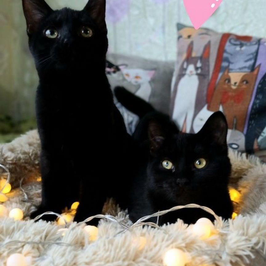 Котята 4 мес