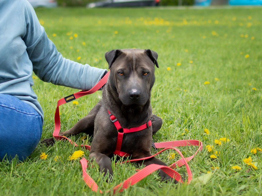 Метис шарпея в приюте ждет семью
