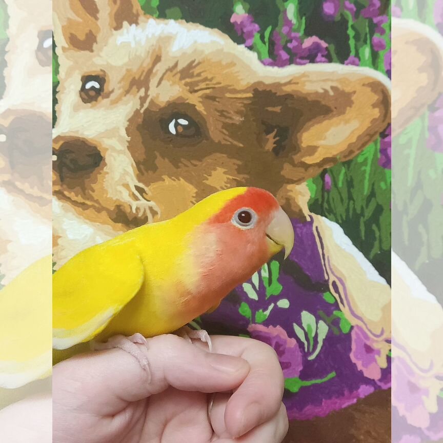 Неразлучник ручной