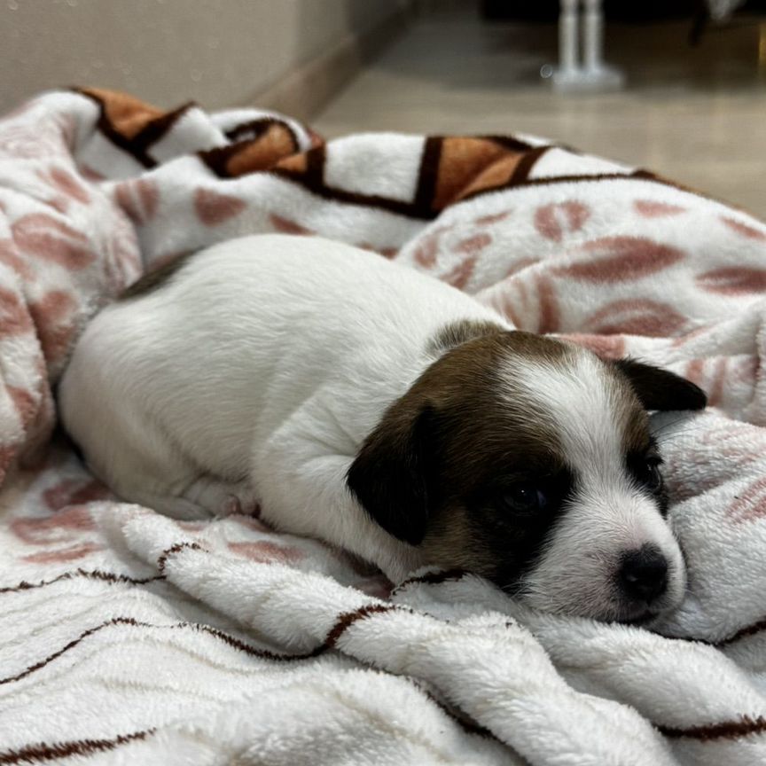 Джек-рассел-терьер, щенок